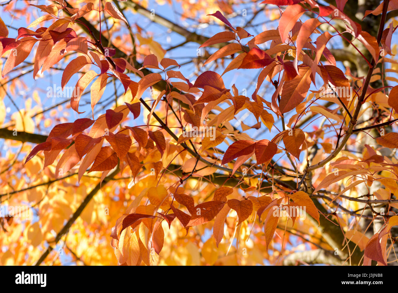 Colorful leaves on a tree during fall/autumn Stock Photo - Alamy