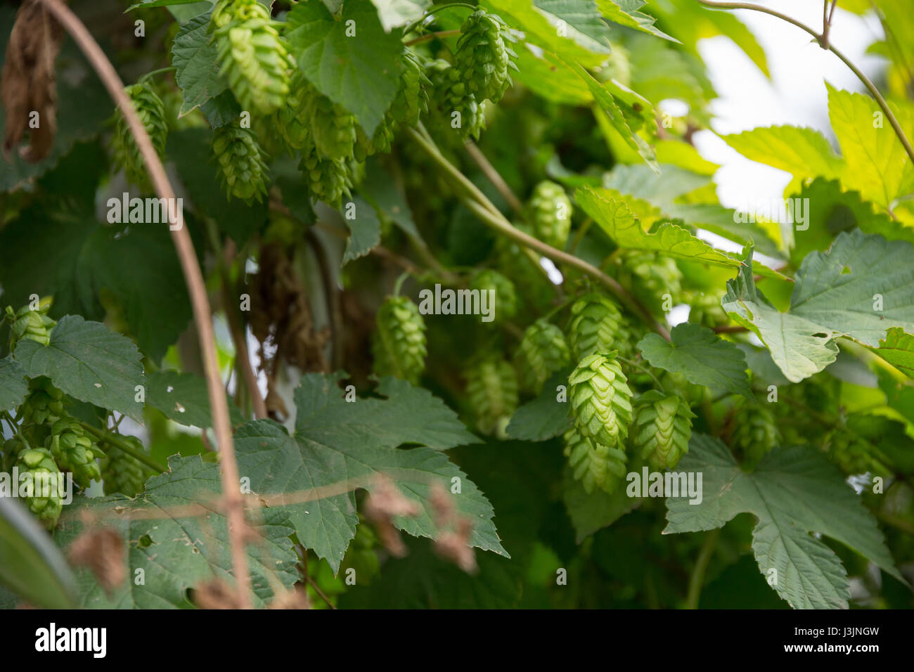 Hop farm with organic hops growing on a vine ready for harvest Stock ...