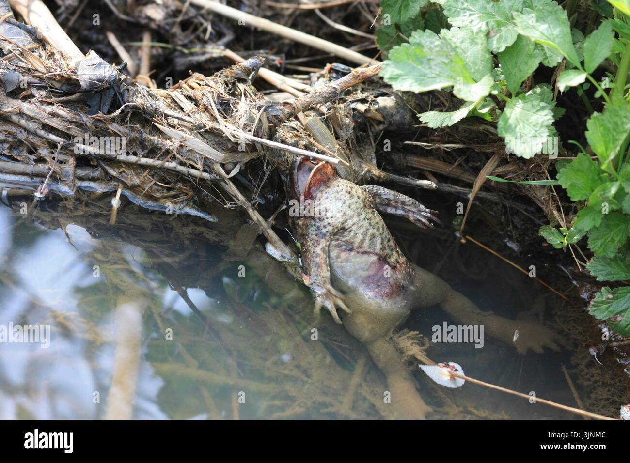 Dead frog hi-res stock photography and images - Alamy