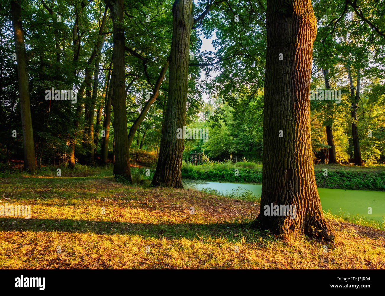 Poland, Greater Poland, Rogalin Forest Stock Photo - Alamy