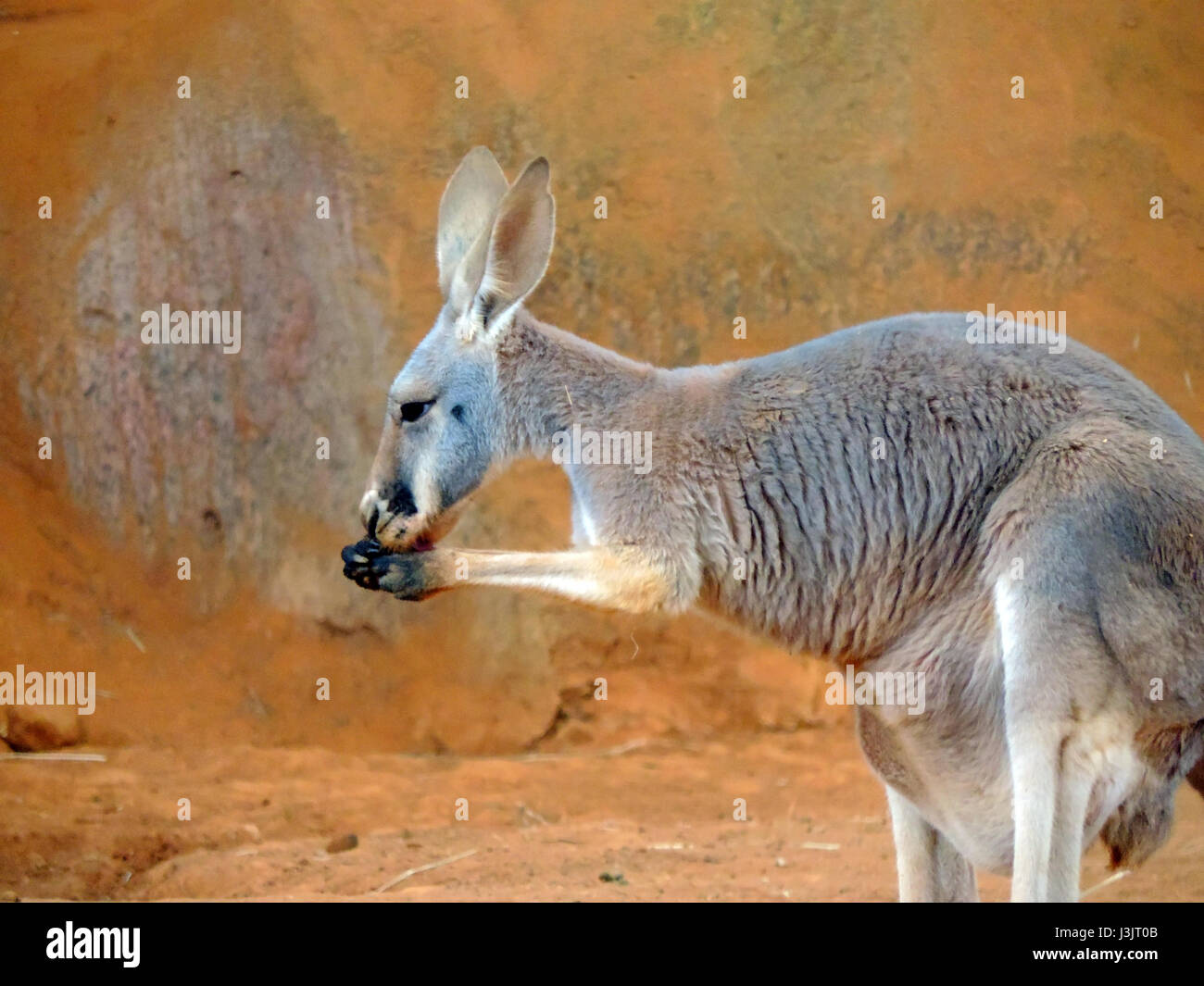 Close Up on a kangaroo seen from profile Stock Photo - Alamy