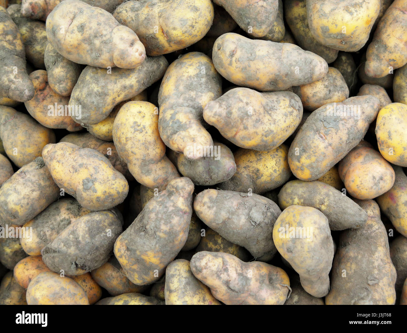 Potato harvest peru hi-res stock photography and images - Alamy