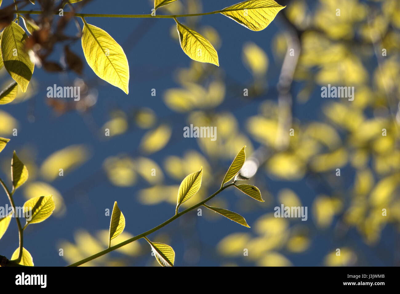 Gold leaves hi-res stock photography and images - Alamy