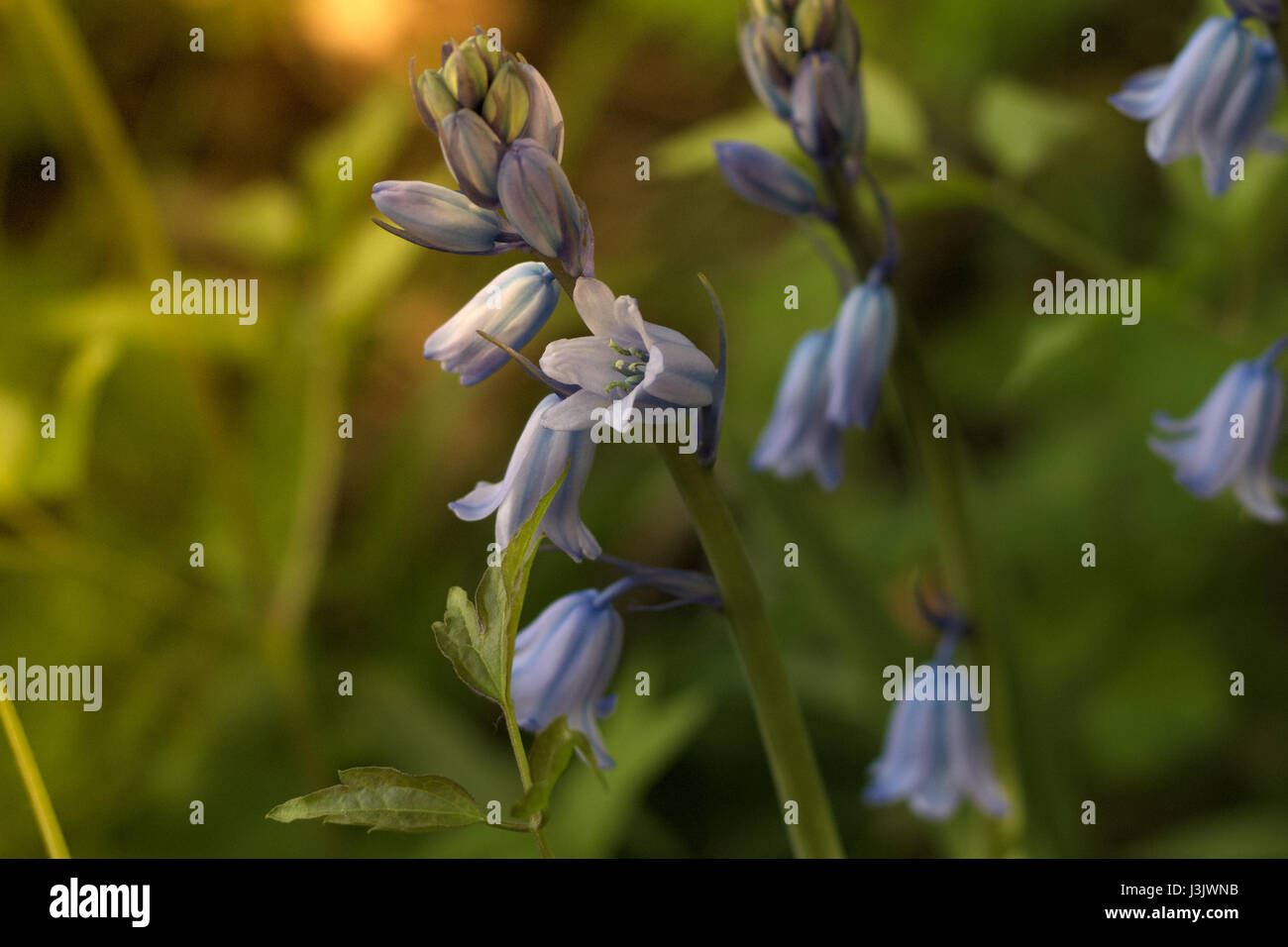 Blue Flowers in the spring morning light Stock Photo - Alamy