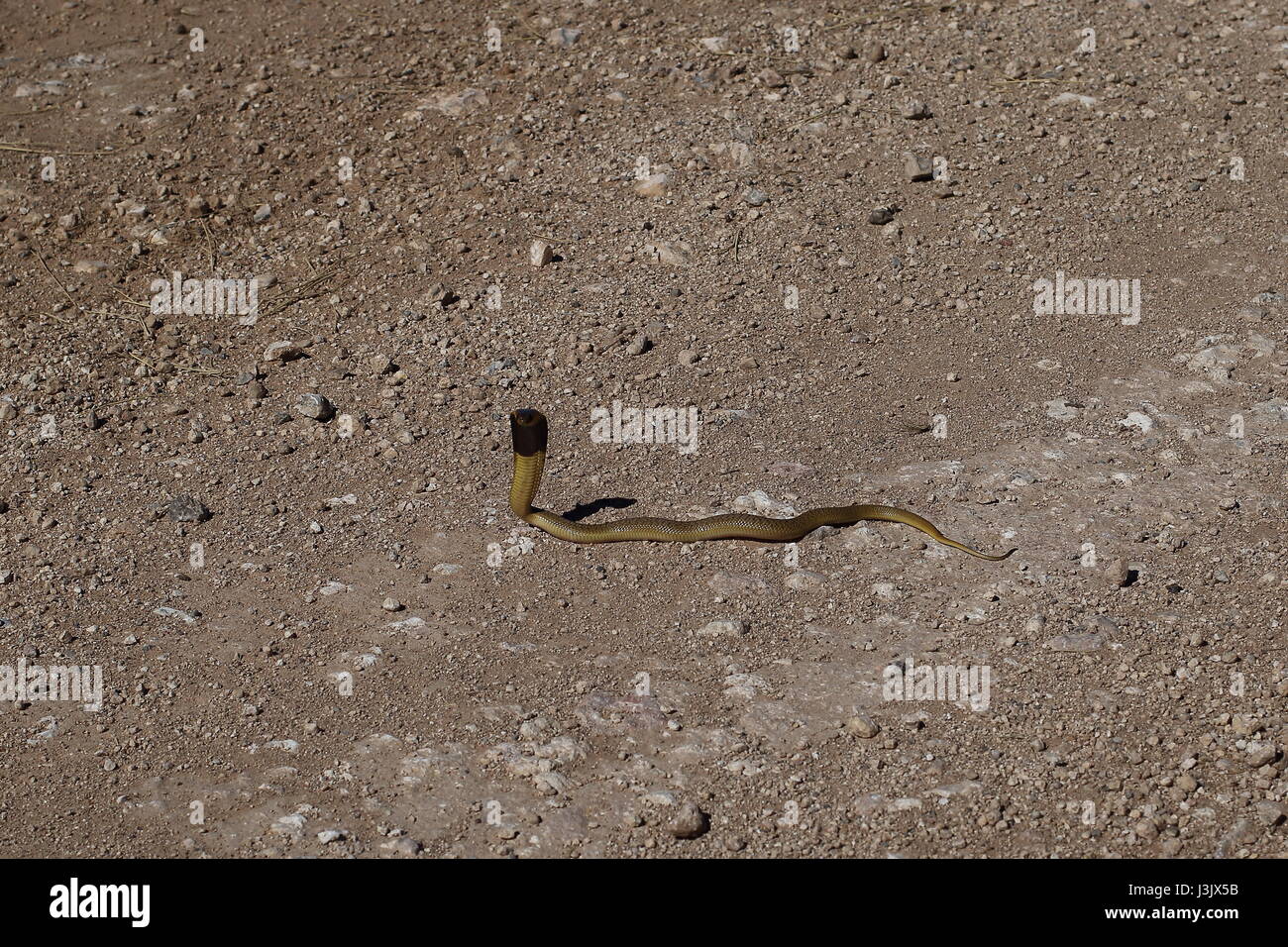 Juvenile Cape cobra a snake endemic to South Africa Stock Photo - Alamy