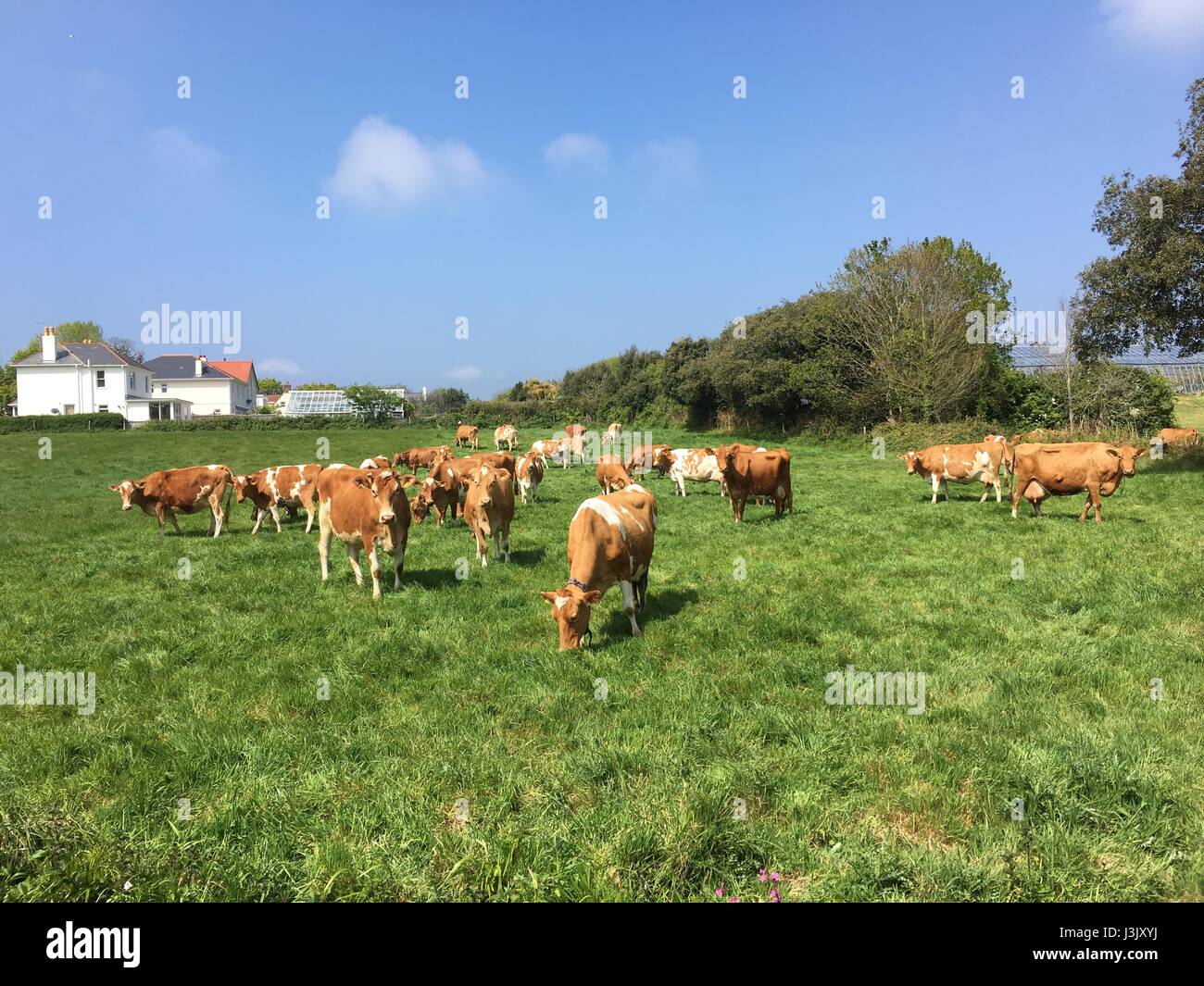 Guernsey cows hi-res stock photography and images - Alamy