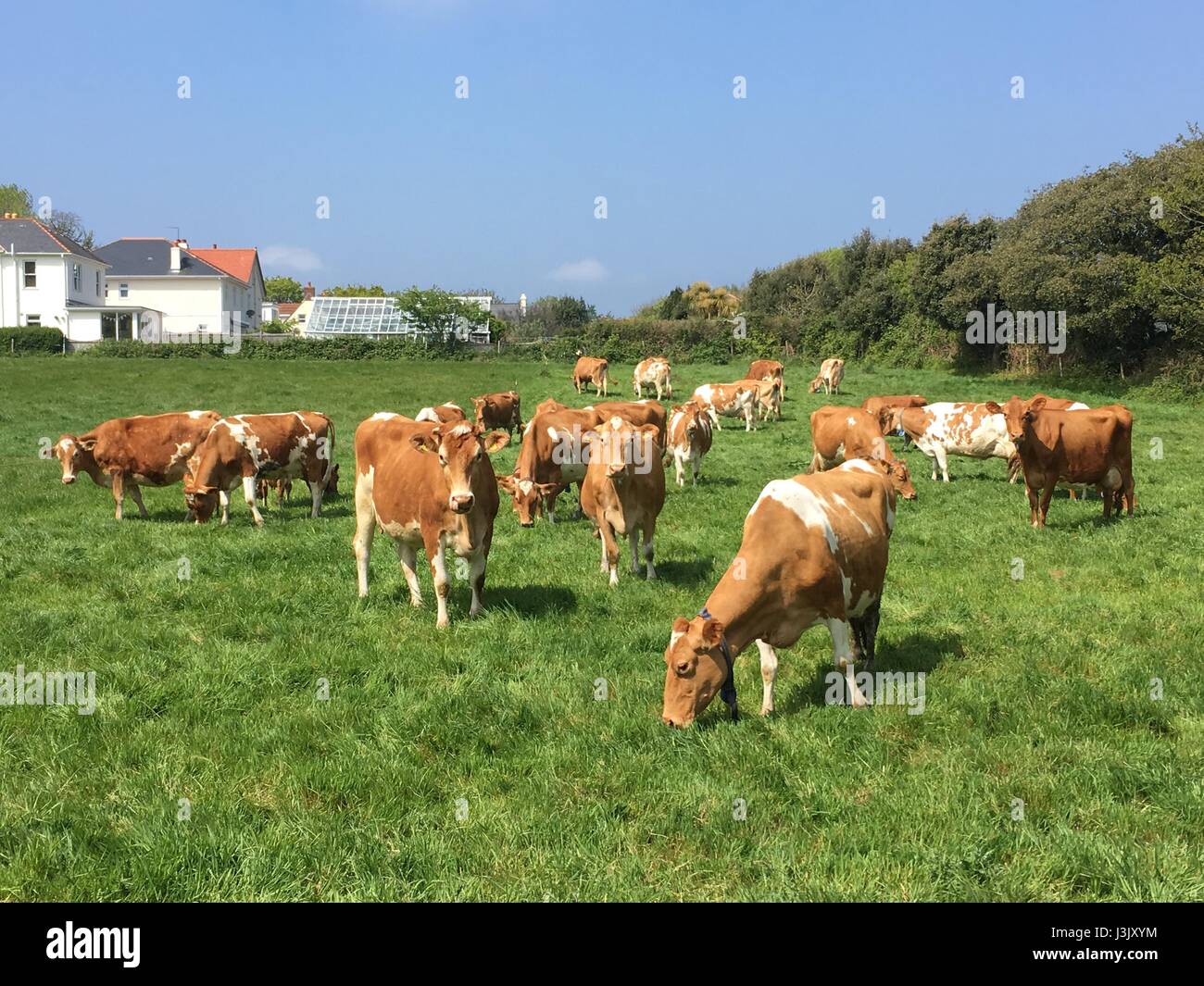 Guernsey cows hi-res stock photography and images - Alamy