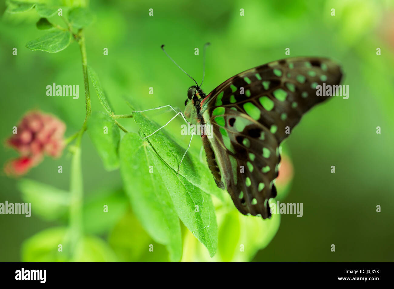 Butterfly feeding on flower hi-res stock photography and images - Alamy