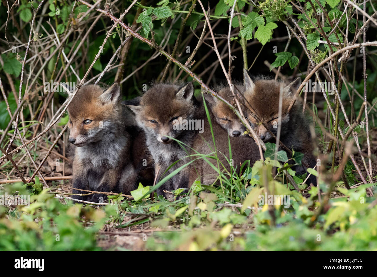 Fox vector hi-res stock photography and images - Alamy