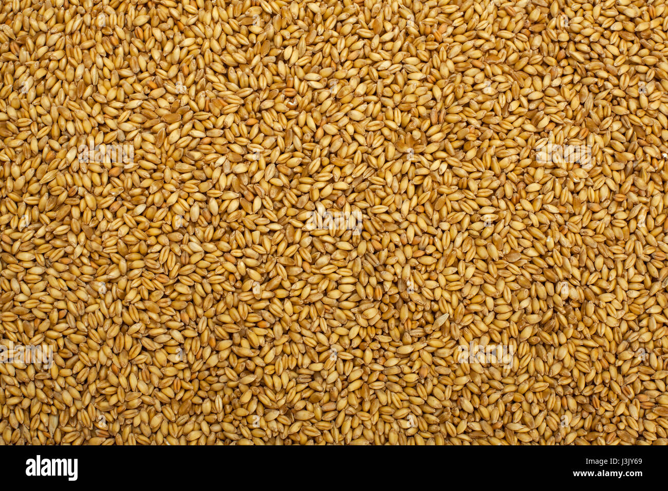 organic wheat grains as background Stock Photo - Alamy