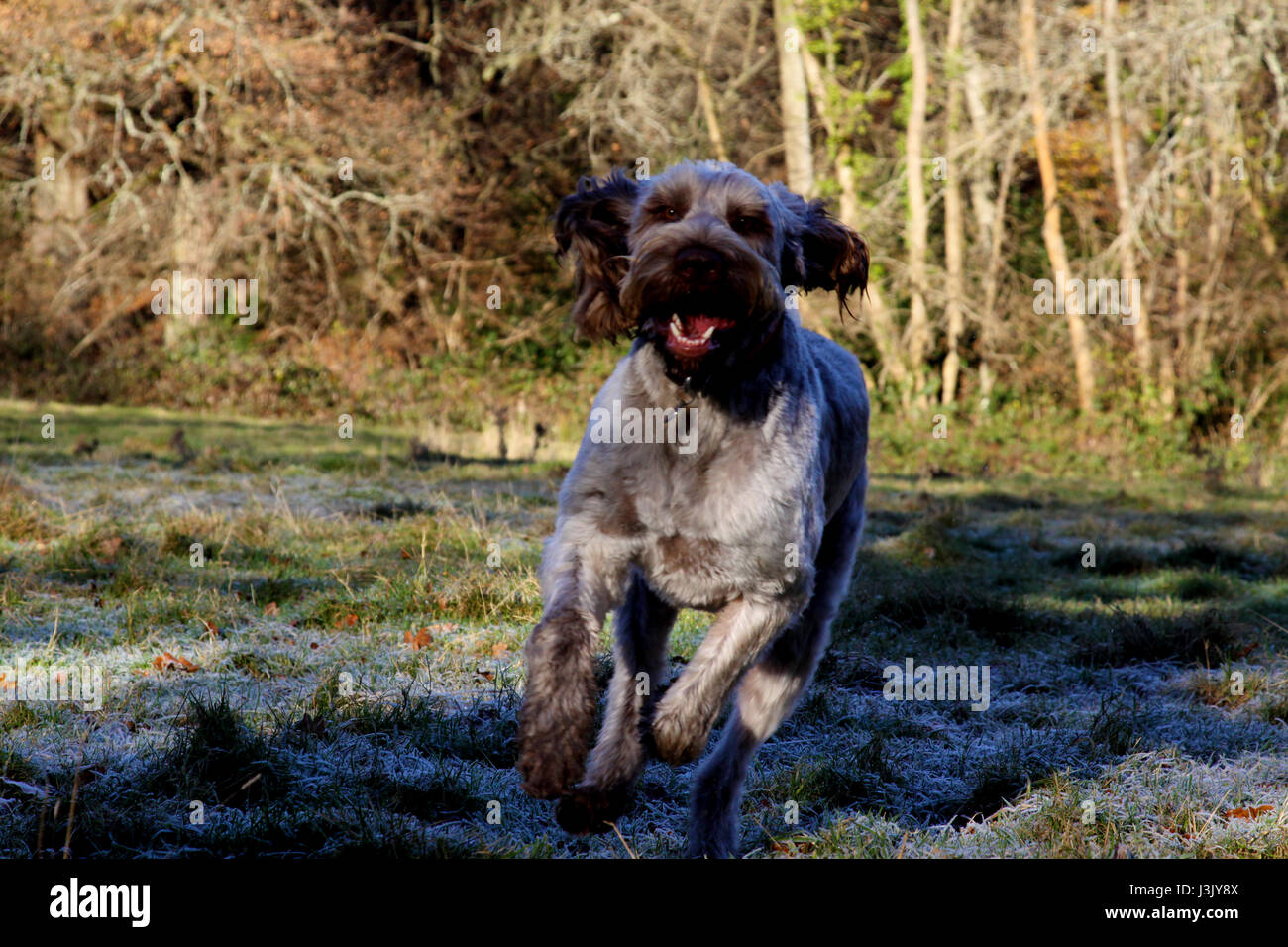 dog running through field Stock Photo - Alamy
