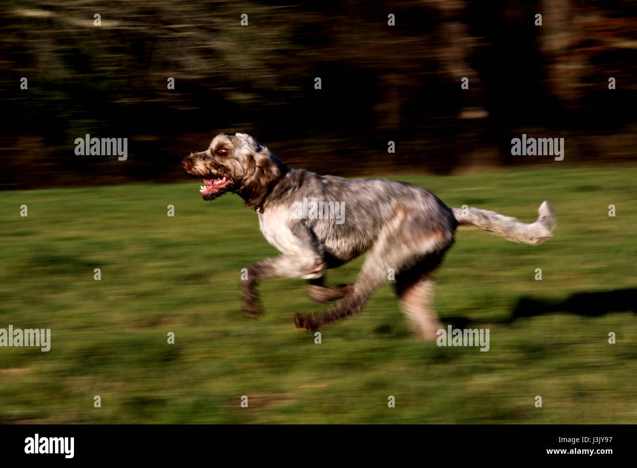 dog running through field Stock Photo - Alamy