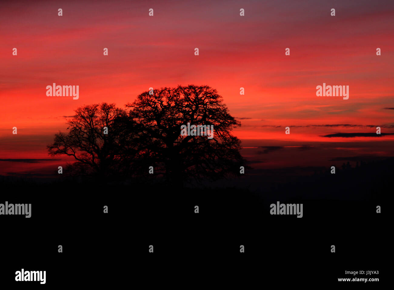 silhouetted tree at sunset Stock Photo - Alamy