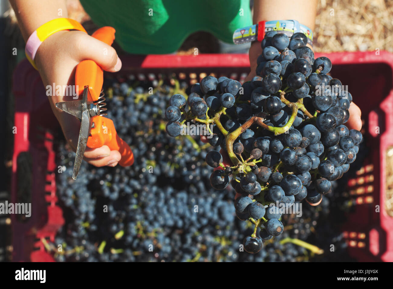 Pruning hook hi-res stock photography and images - Alamy