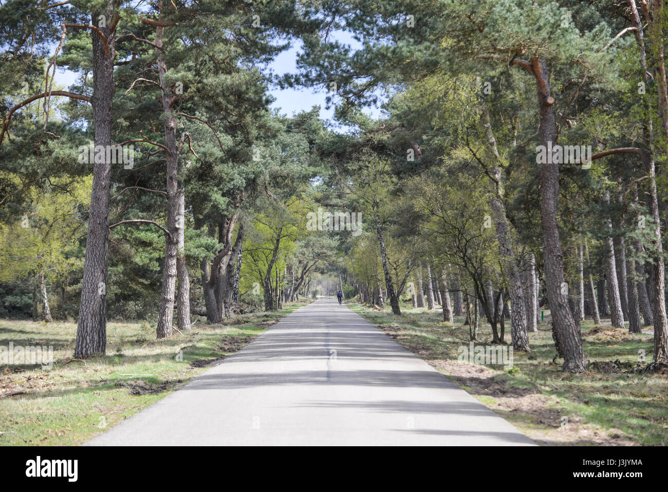 De Hoge Veluwe National park, Otterlo, Holland Stock Photo - Alamy