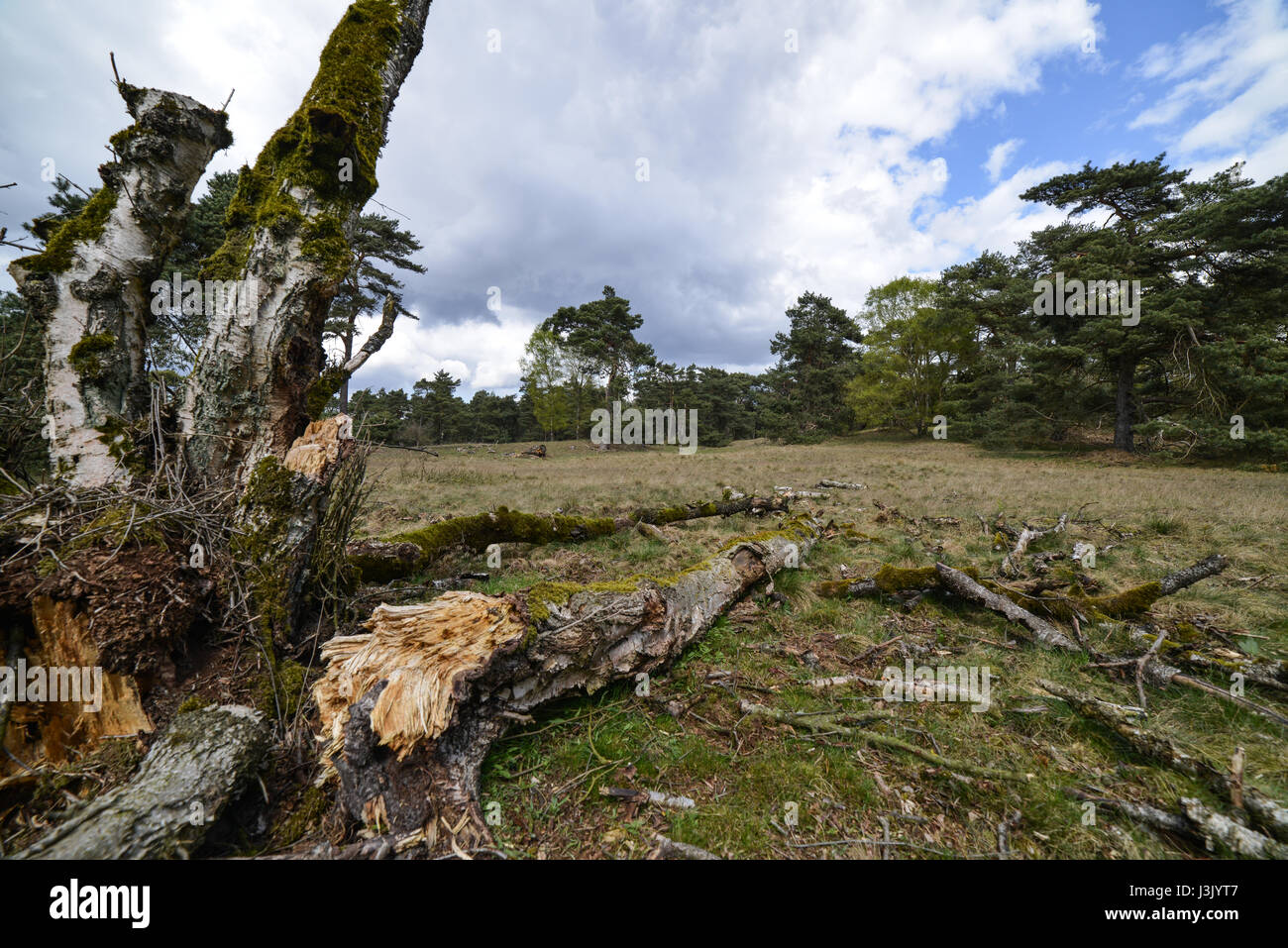 De Hoge Veluwe National park, Otterlo, Holland Stock Photo - Alamy