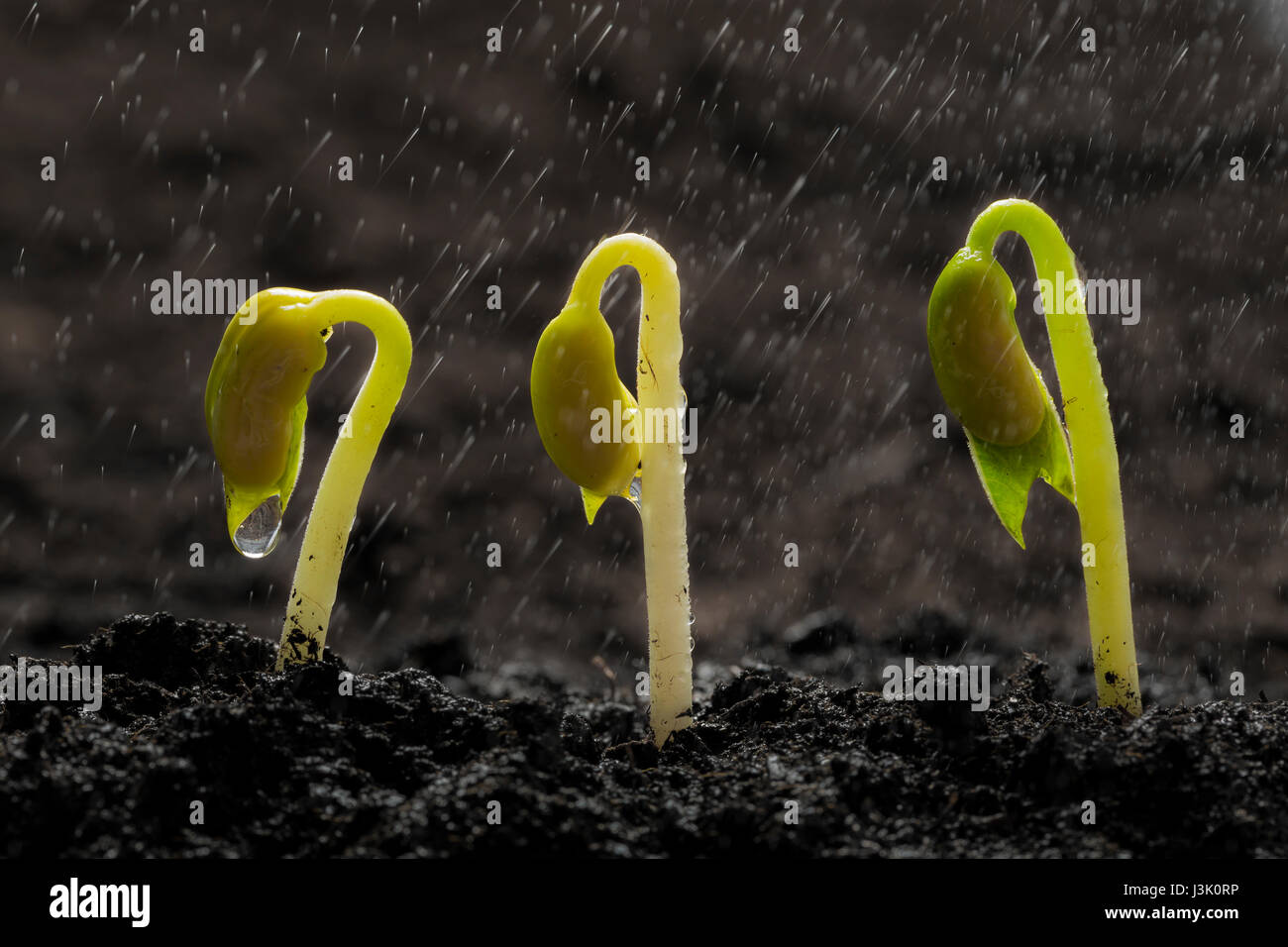 green bean seed growing out from soil while raining Stock Photo - Alamy