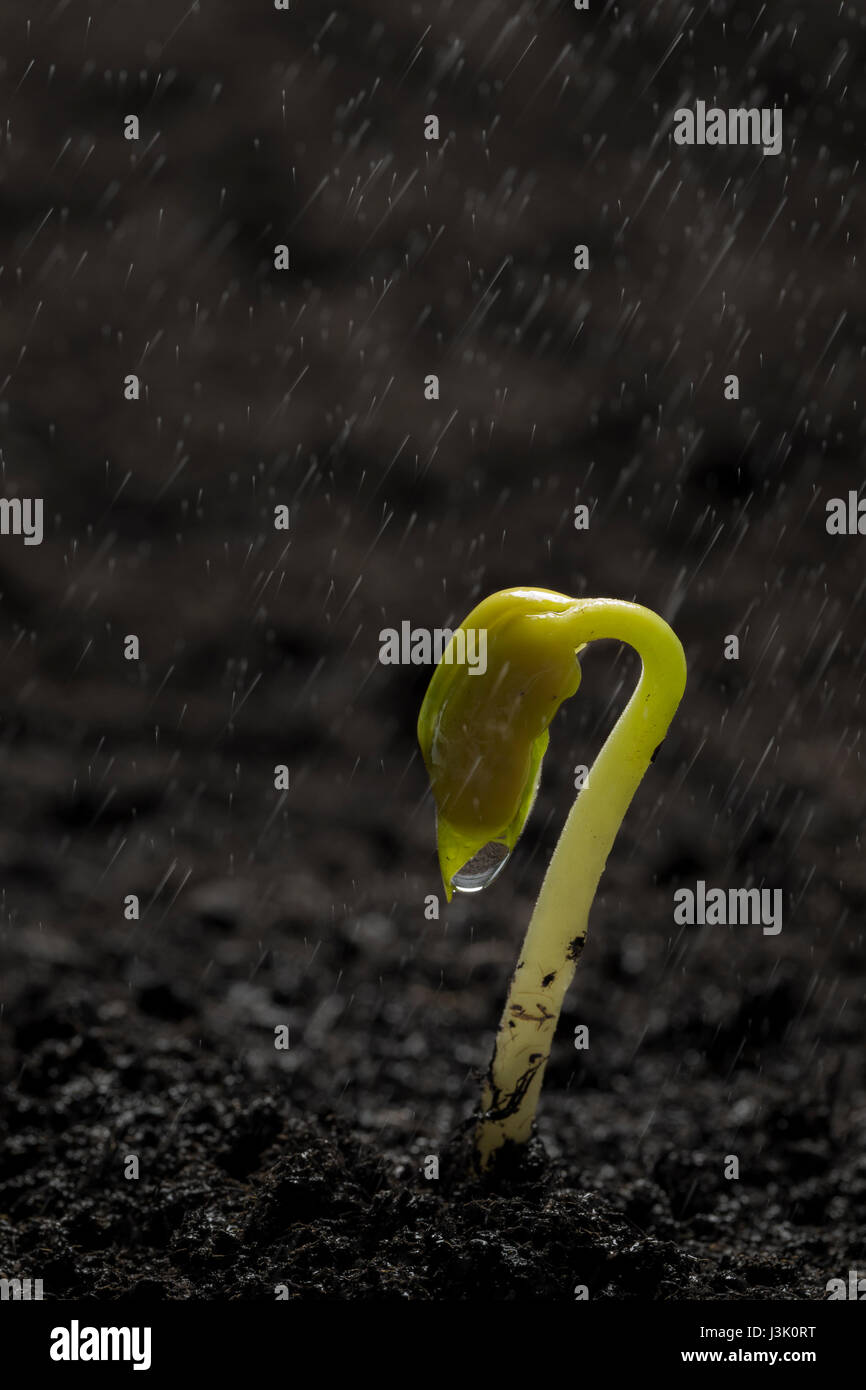green bean seed growing out from soil while raining Stock Photo - Alamy