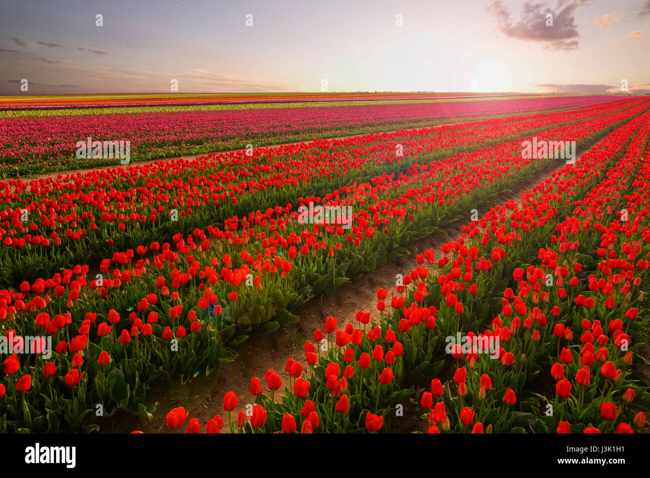 Red tulip field at sunset with beautiful colors Stock Photo - Alamy