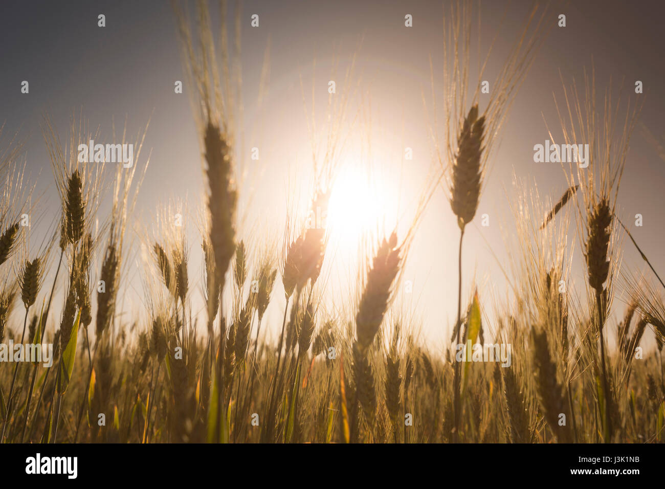 Beautiful wheat field at sunset landscape Stock Photo - Alamy