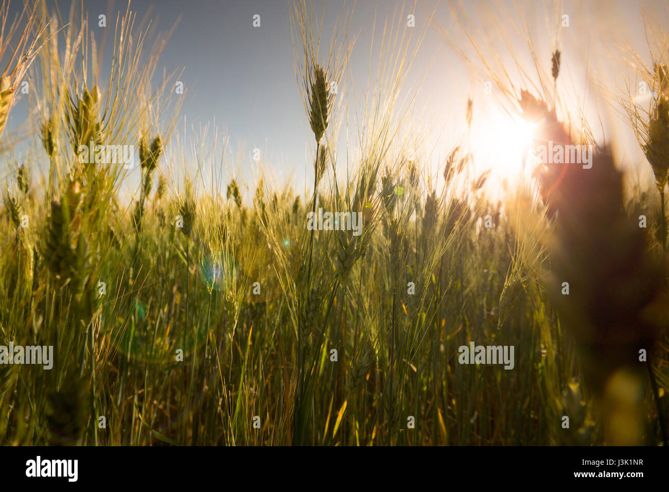Beautiful wheat field at sunset landscape Stock Photo - Alamy
