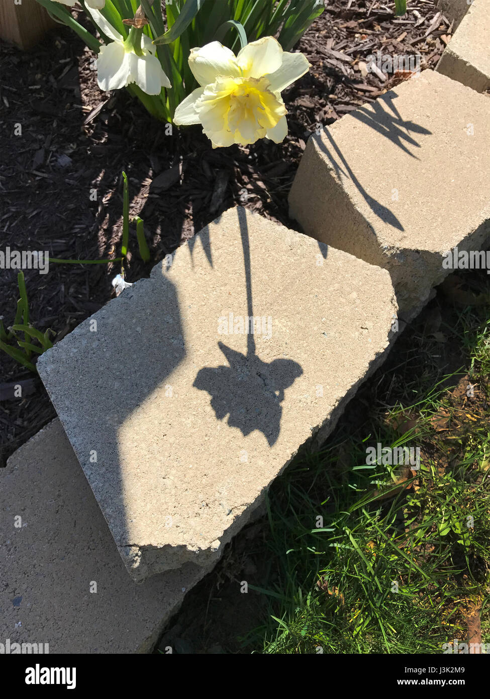 Spring daffodil casts it's shadow Stock Photo - Alamy