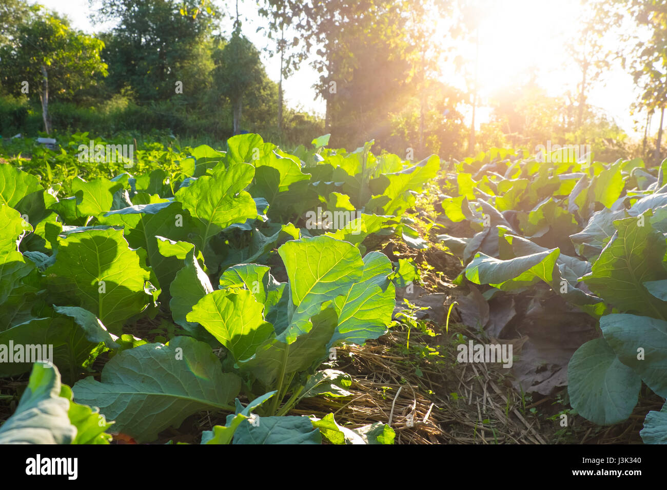 Vegetable agriculture field abstract and soft focus background with ...