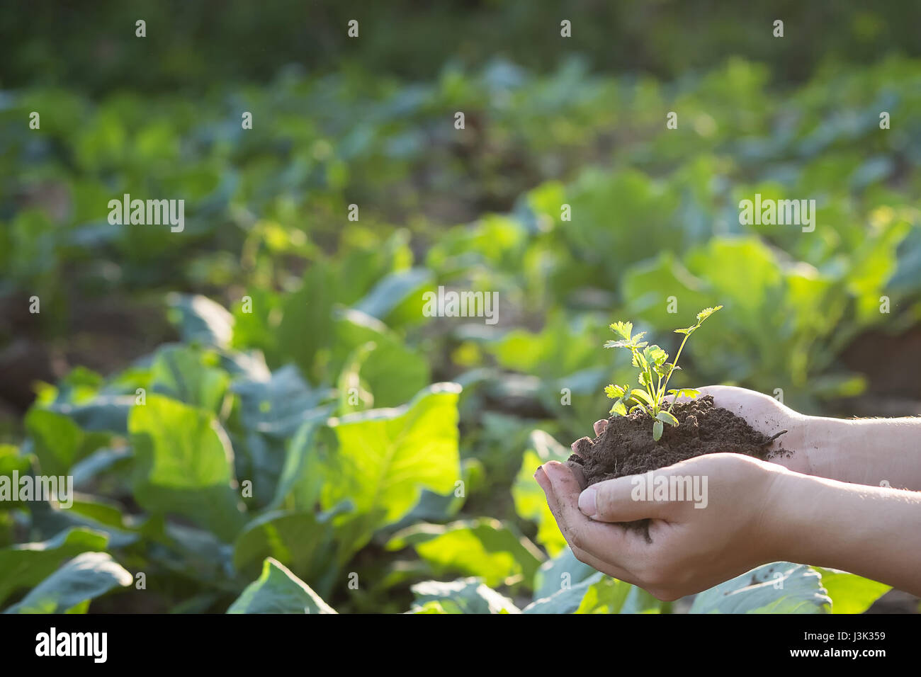 Soil cultivated dirt, earth, ground, agriculture land background ...