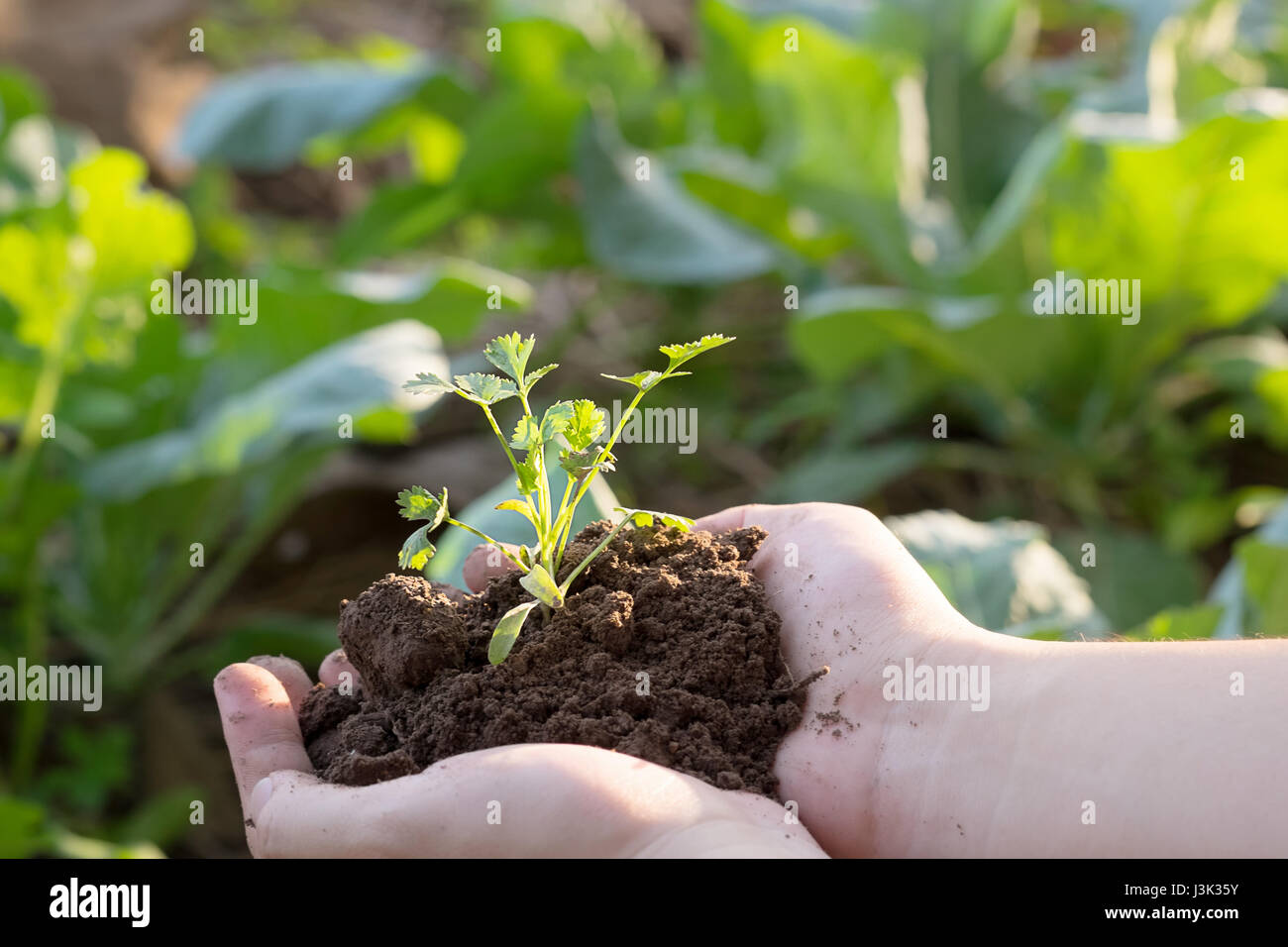 Soil cultivated dirt, earth, ground, agriculture land background ...