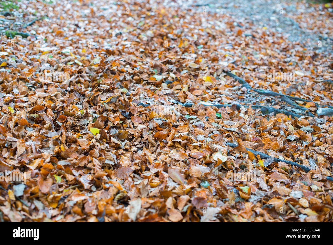 Leaves on path way hi-res stock photography and images - Alamy