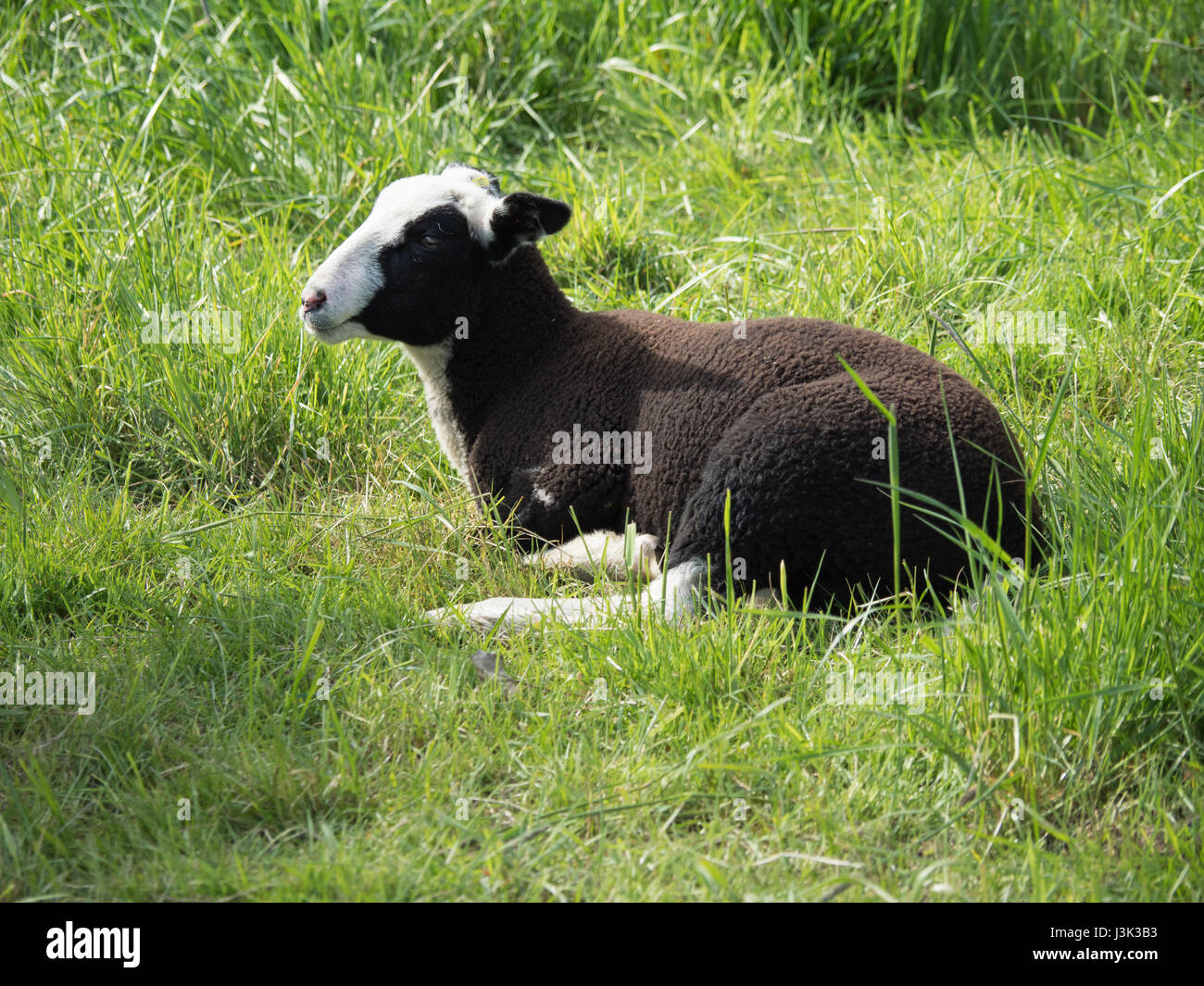 Sheep lamb lying on grass hi-res stock photography and images - Alamy