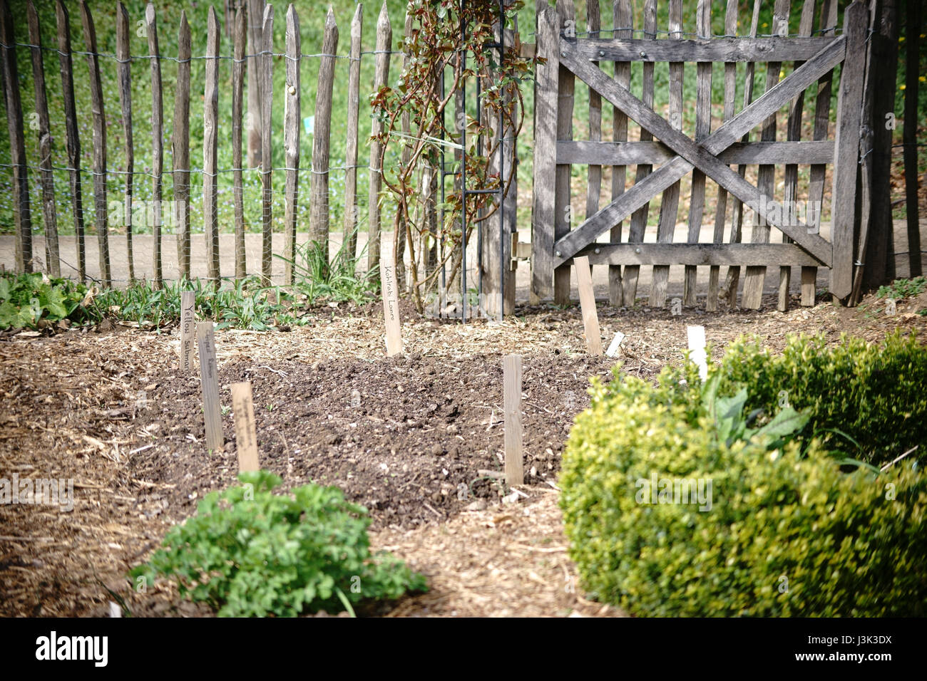 A fenced vegetable garden with paved vegetable patches and various ...