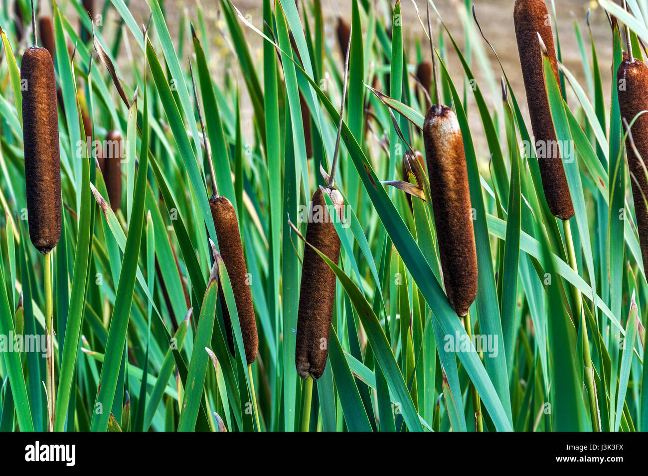 Green with brown cane stalks Stock Photo - Alamy