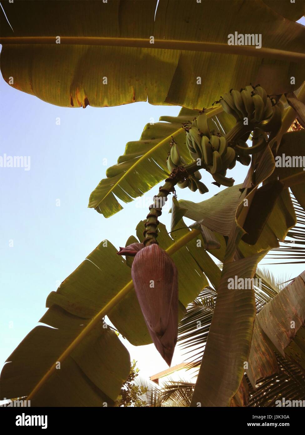 Beautiful banana tree hi-res stock photography and images - Alamy