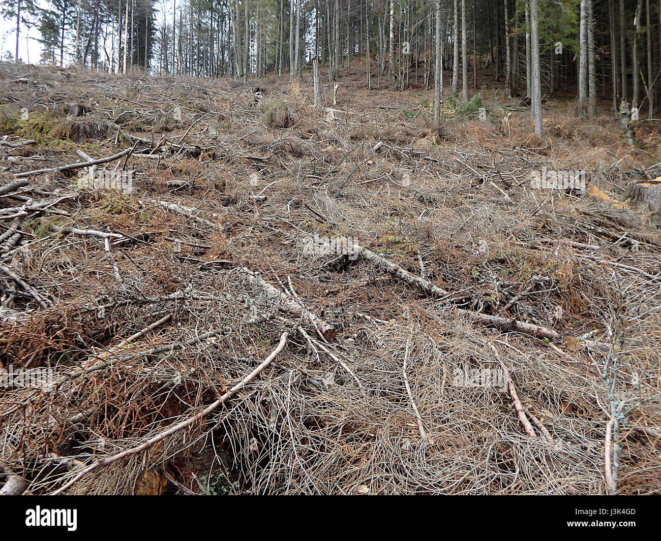 Timber Extraction High Resolution Stock Photography and Images - Alamy