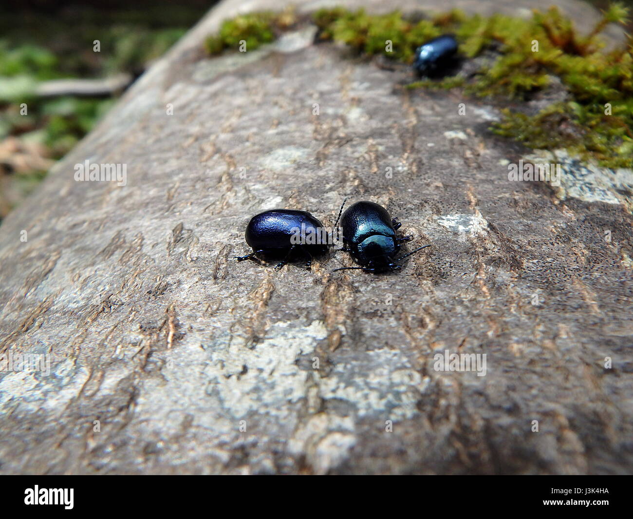 Chrysolina coerulans hi-res stock photography and images - Alamy