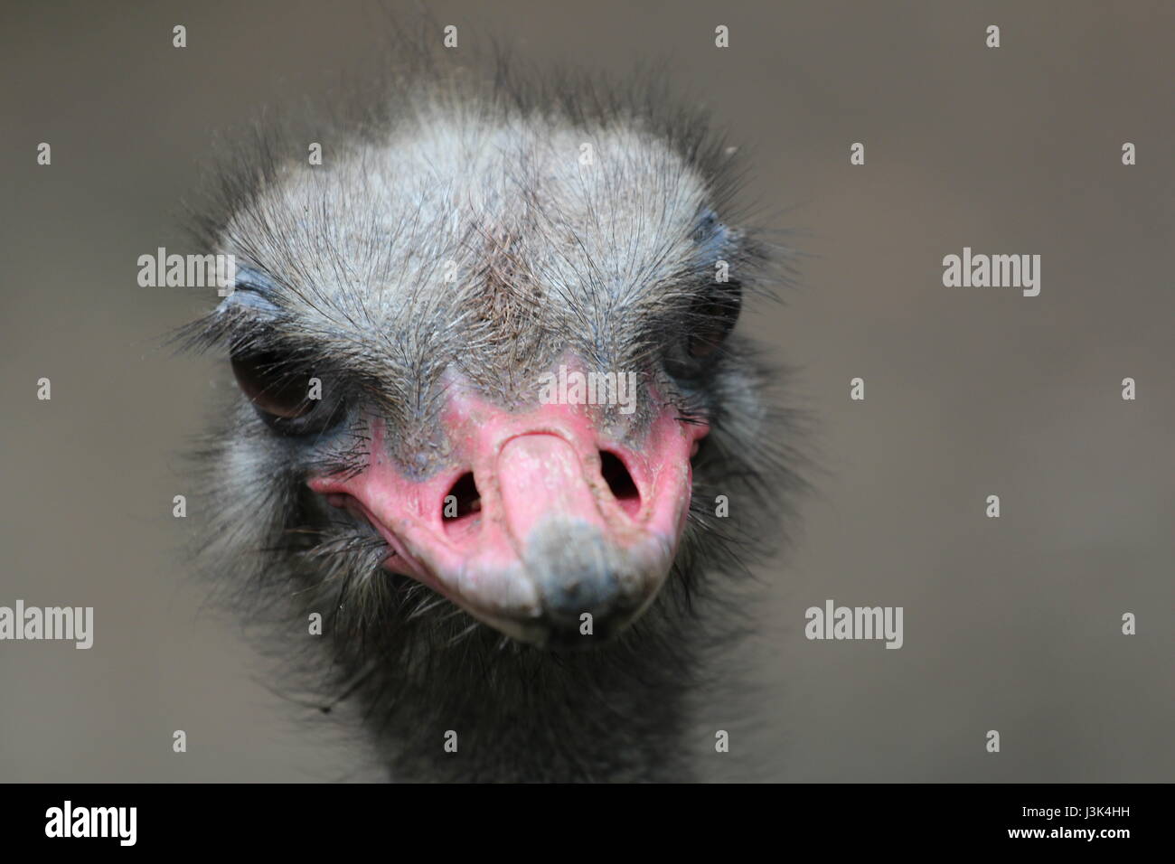 Ostrich head hi-res stock photography and images - Alamy