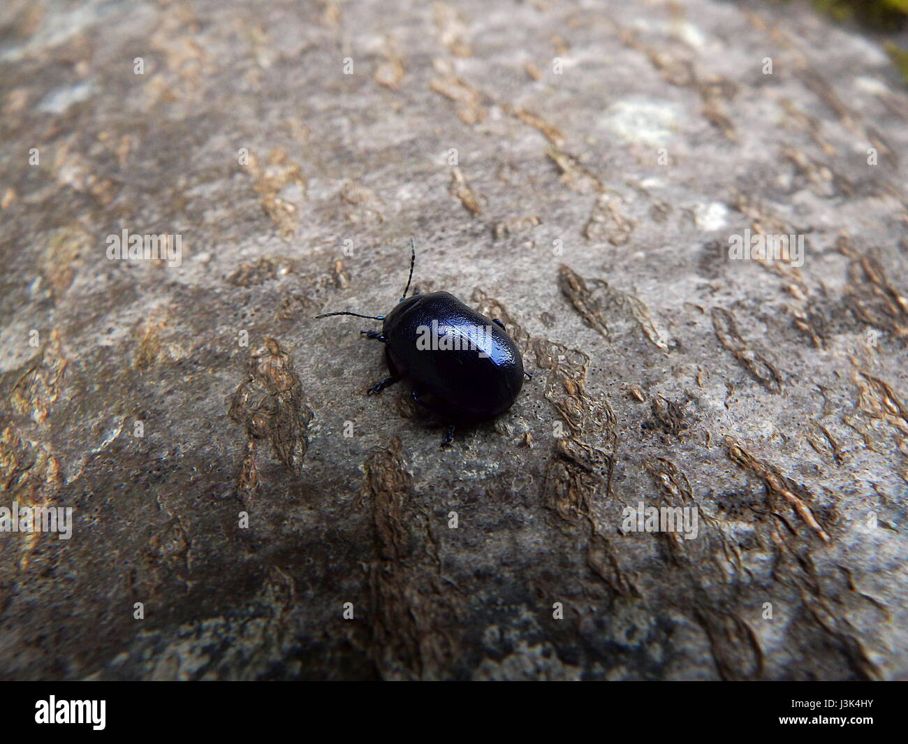 Shiny blue beetle chrysolina hi-res stock photography and images - Alamy