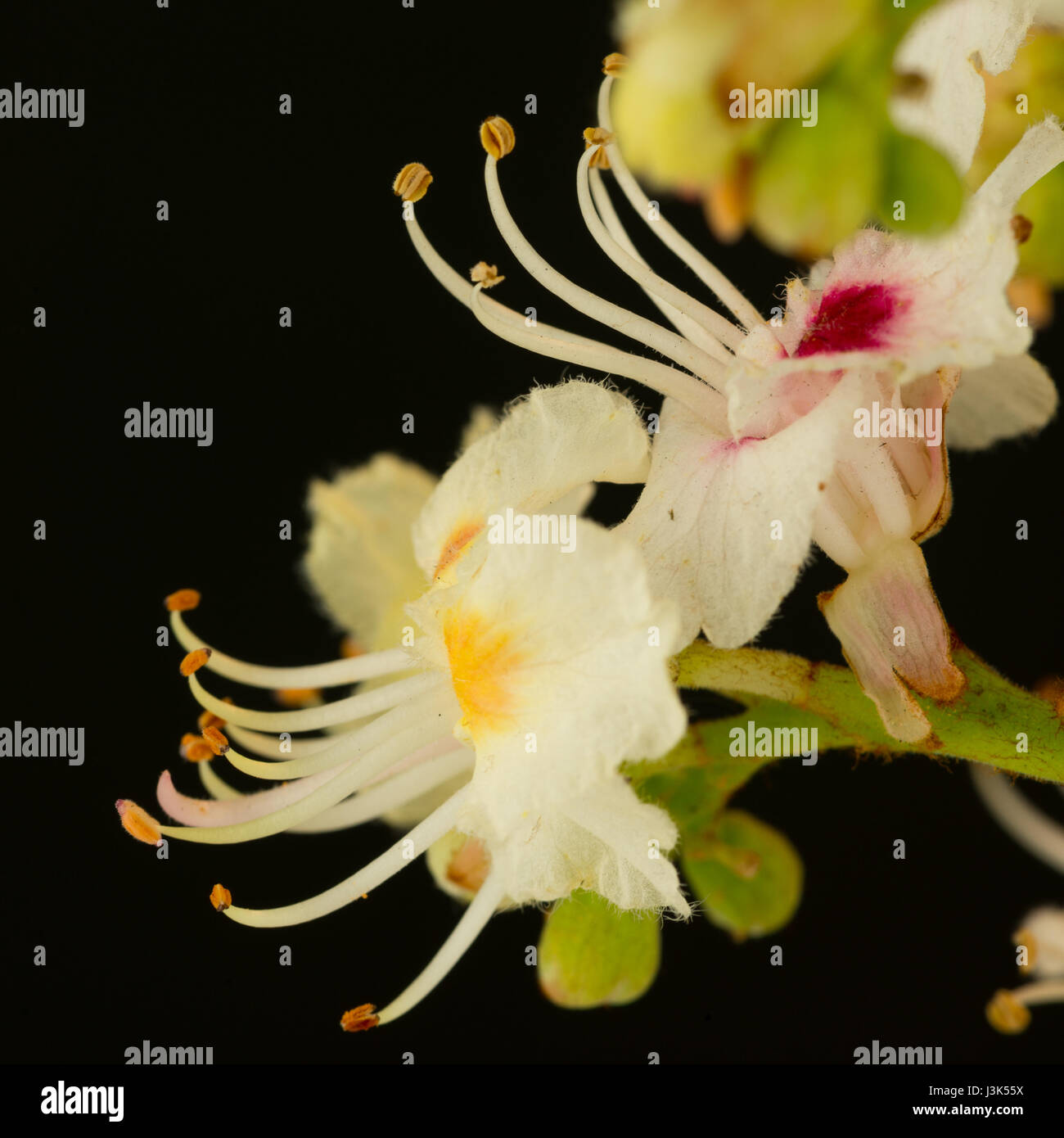 Chinquapin tree hi-res stock photography and images - Alamy