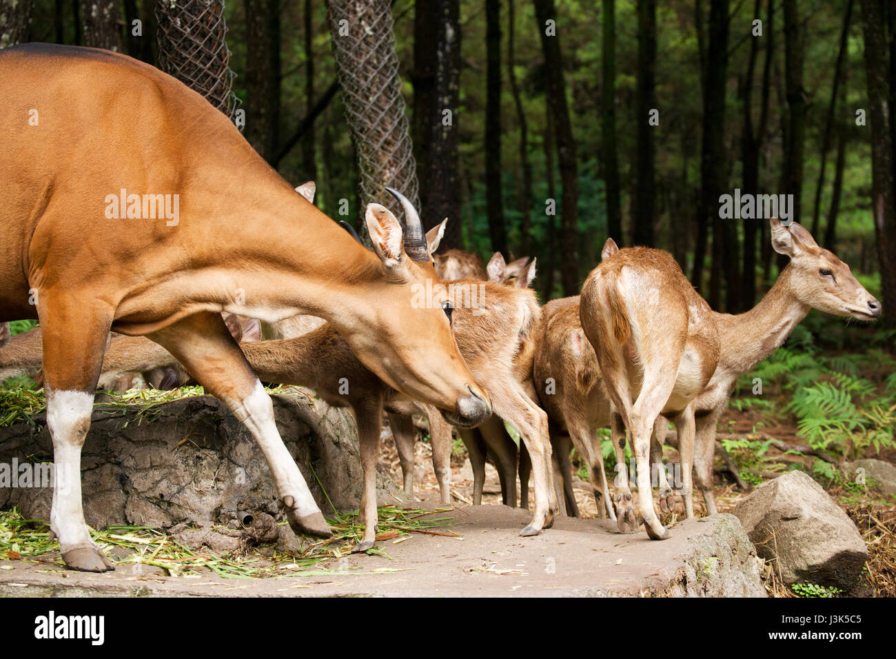 Brown deer herd with mother doe taking care of her young children ...
