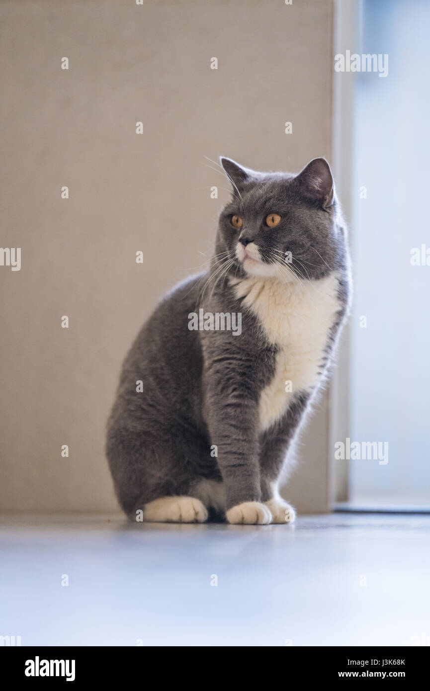 The gray British Shorthair Stock Photo - Alamy