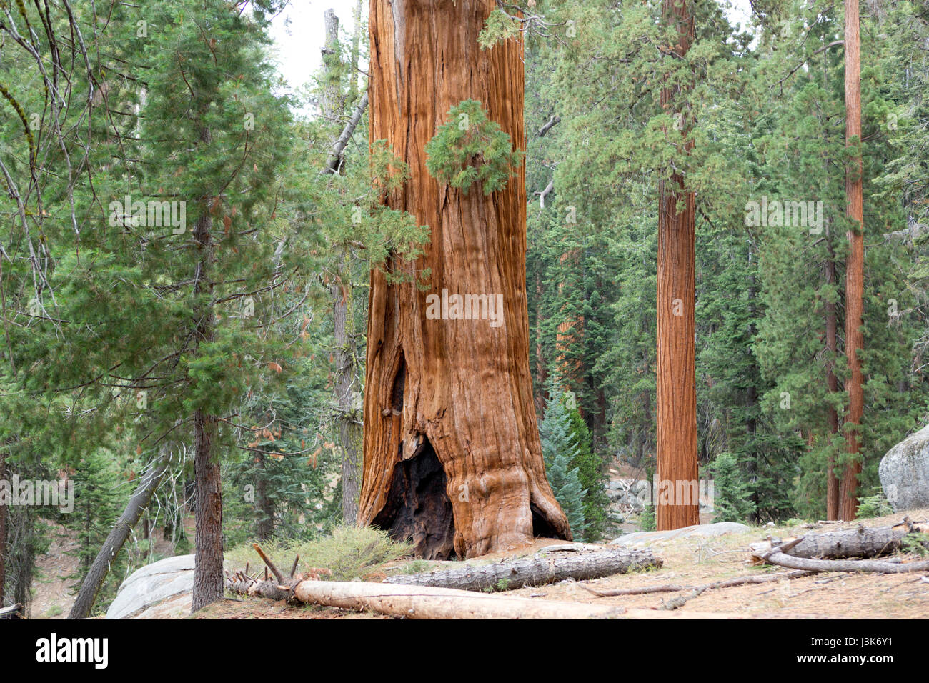 Giant sequoia trees inn the Sequoia National Park, California Stock ...