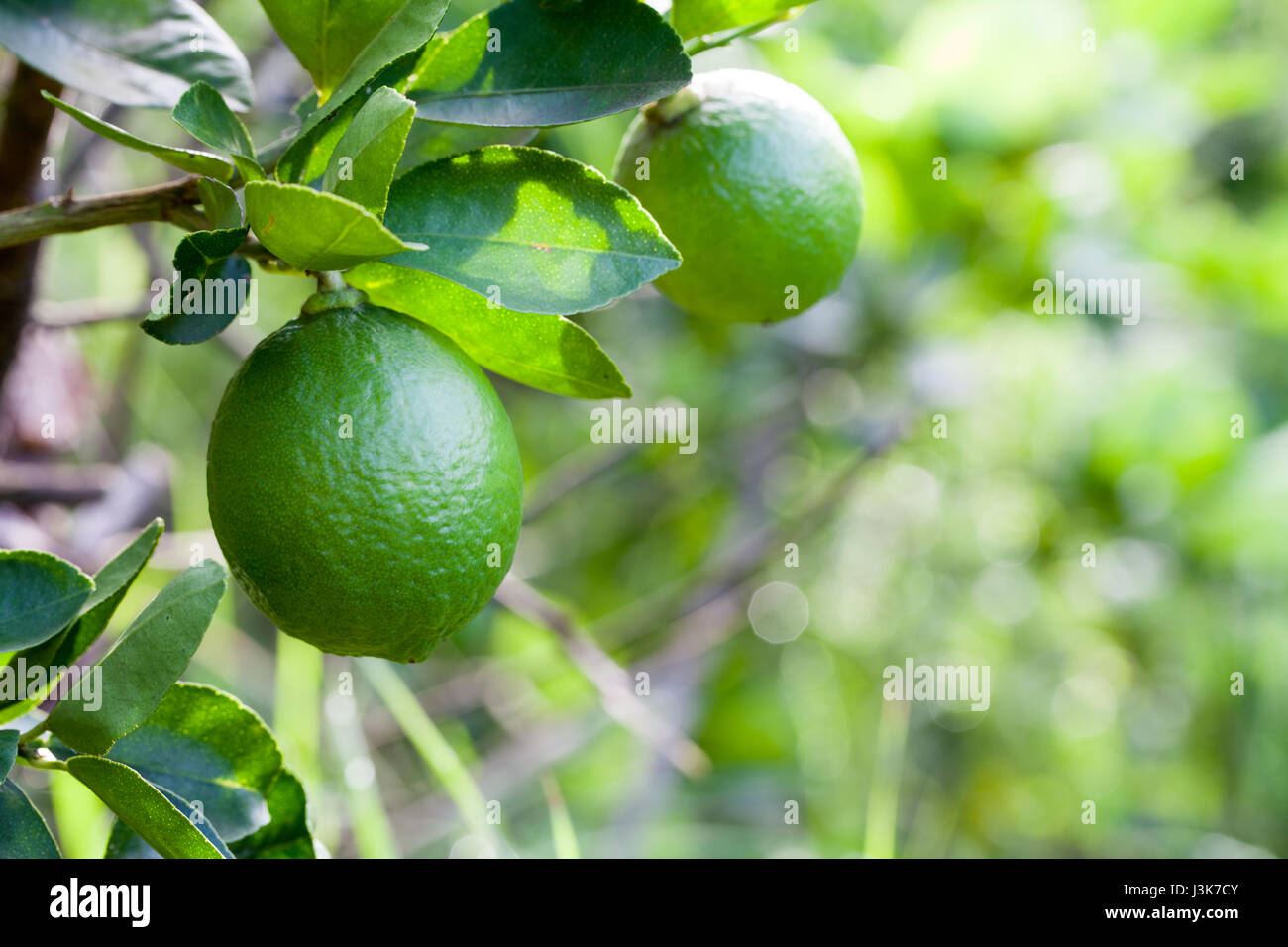 Citrus lime fruit Stock Photo - Alamy