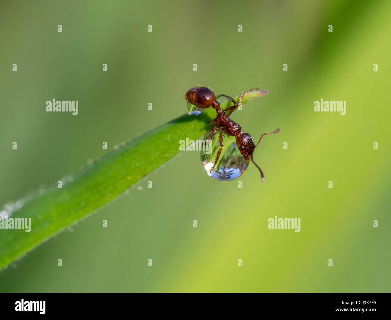 Fire ant hi-res stock photography and images - Alamy