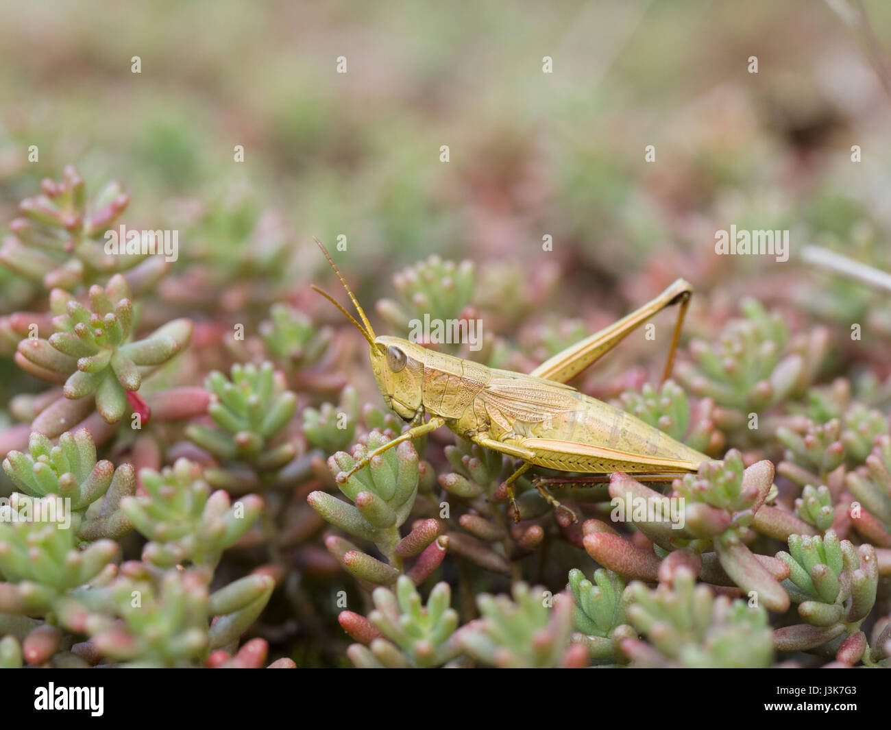 Native grasshopper hi-res stock photography and images - Alamy