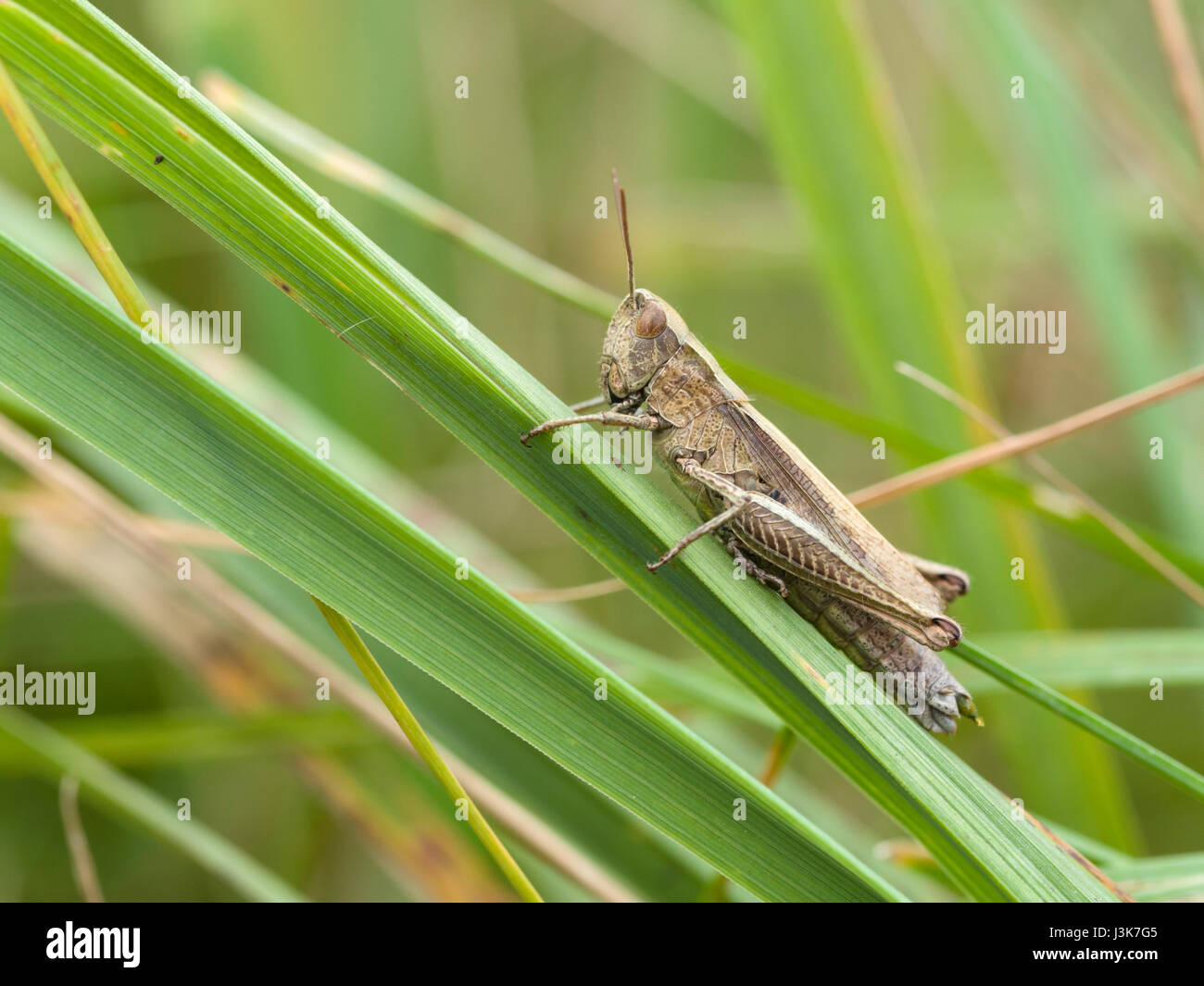 Field grasshopper common field grasshopper hi-res stock photography and ...
