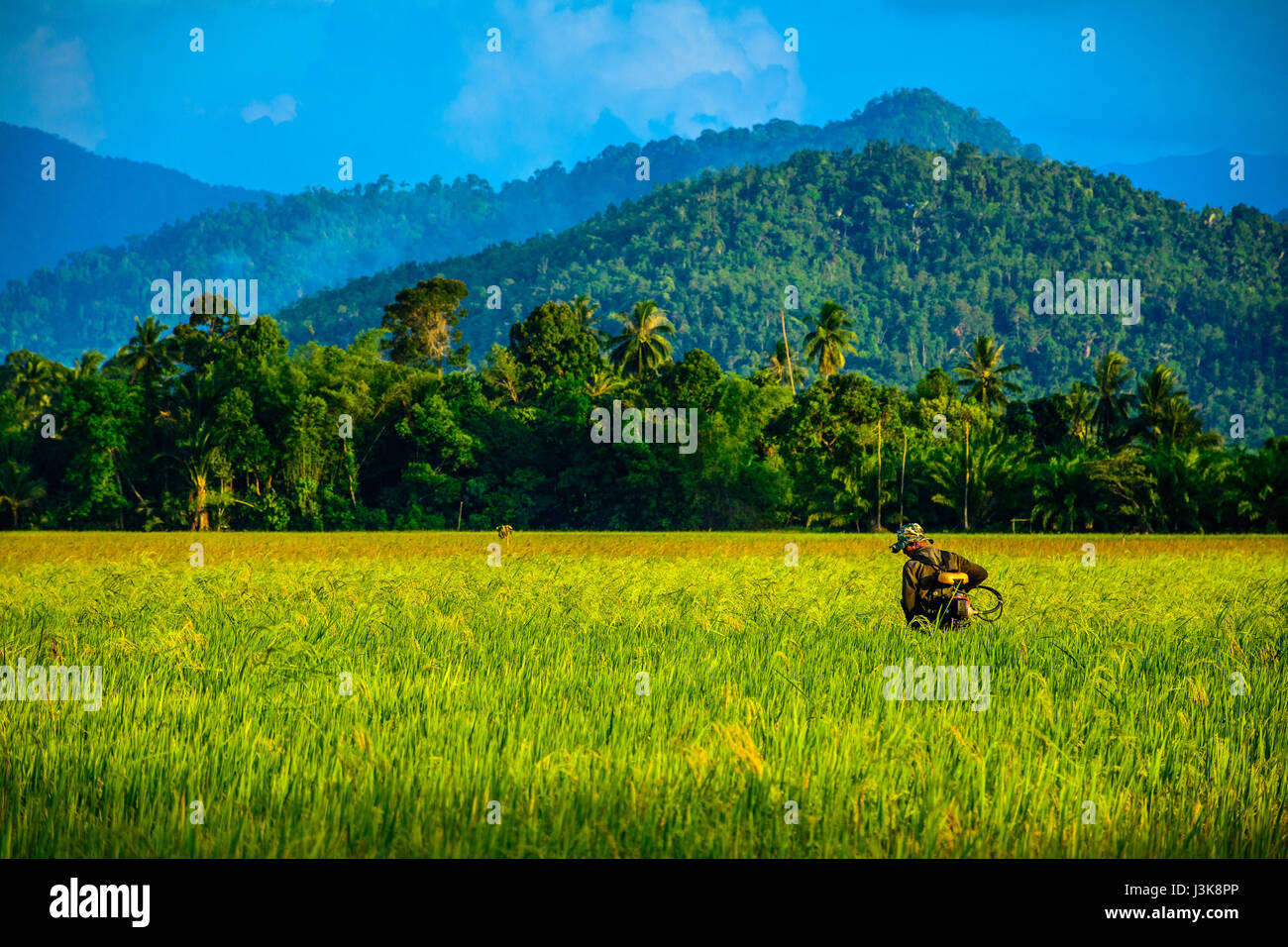 A farmer tends to his rice crops in the vast rice field in the evening ...