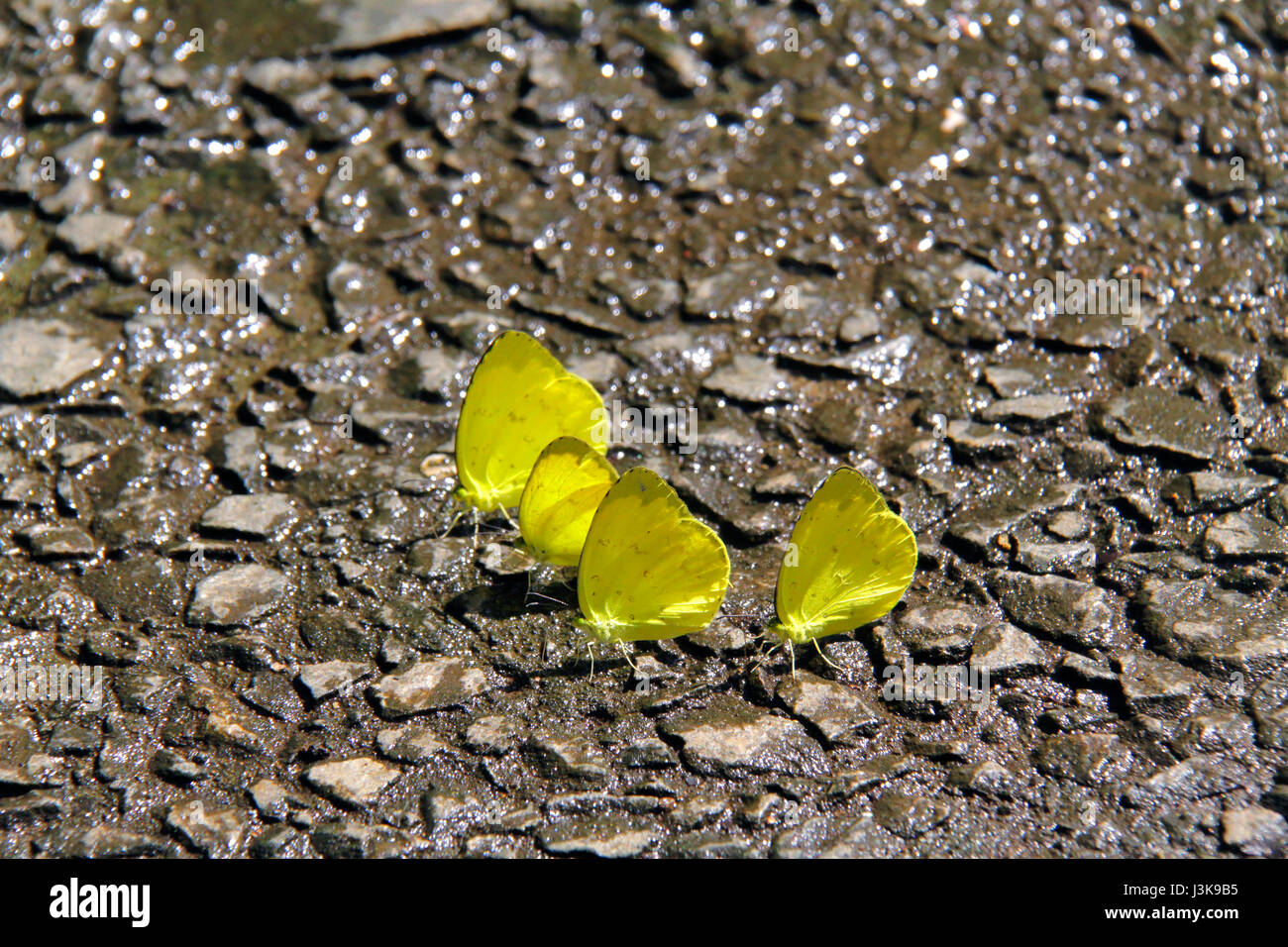 Pierid butterfly hi-res stock photography and images - Alamy