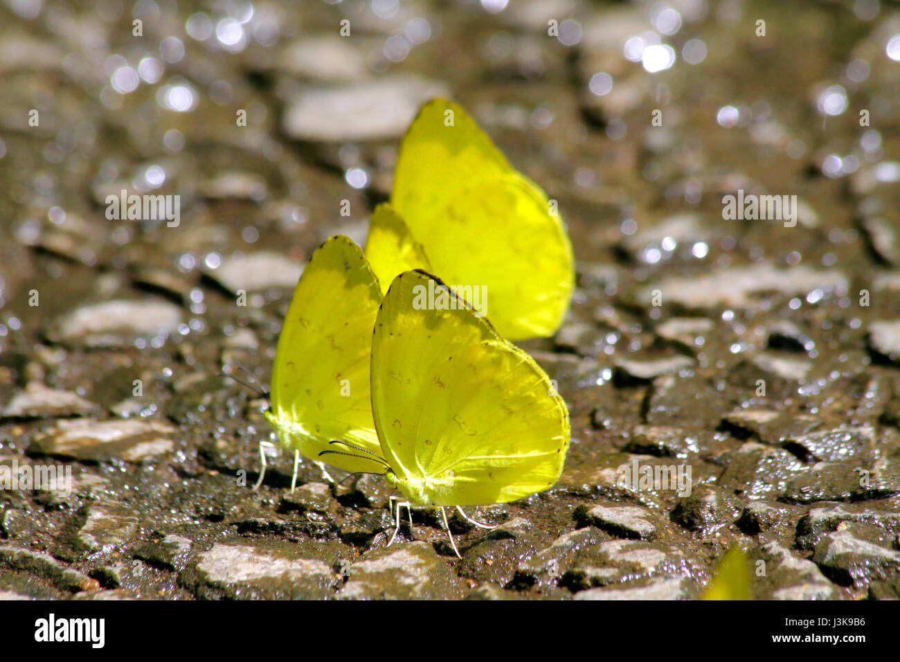 Pierid butterfly hi-res stock photography and images - Alamy