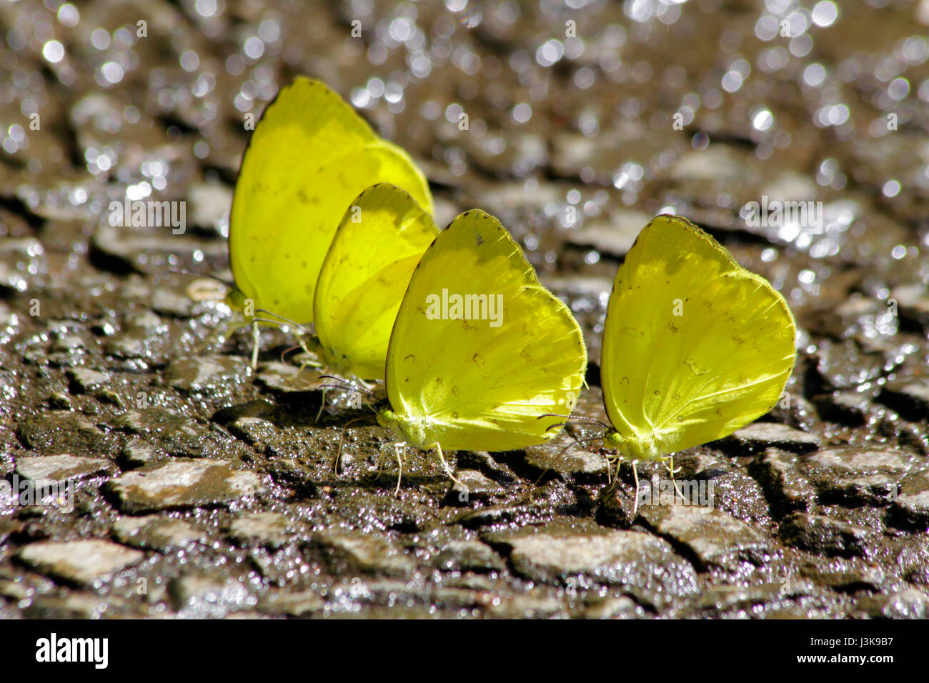 Butterfly pierid hi-res stock photography and images - Alamy
